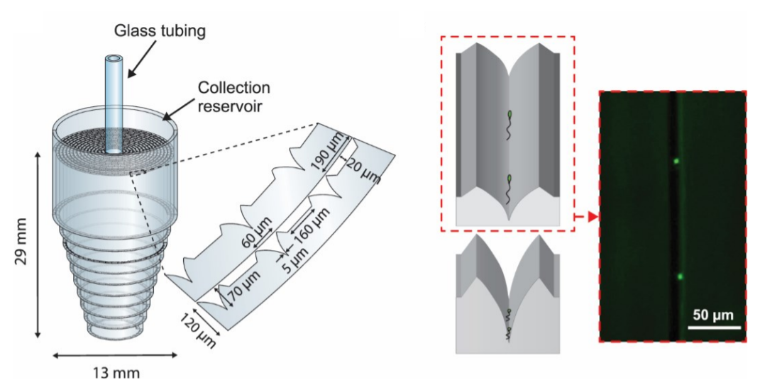 Selection of high quality sperm - SimpleMicrofluidics